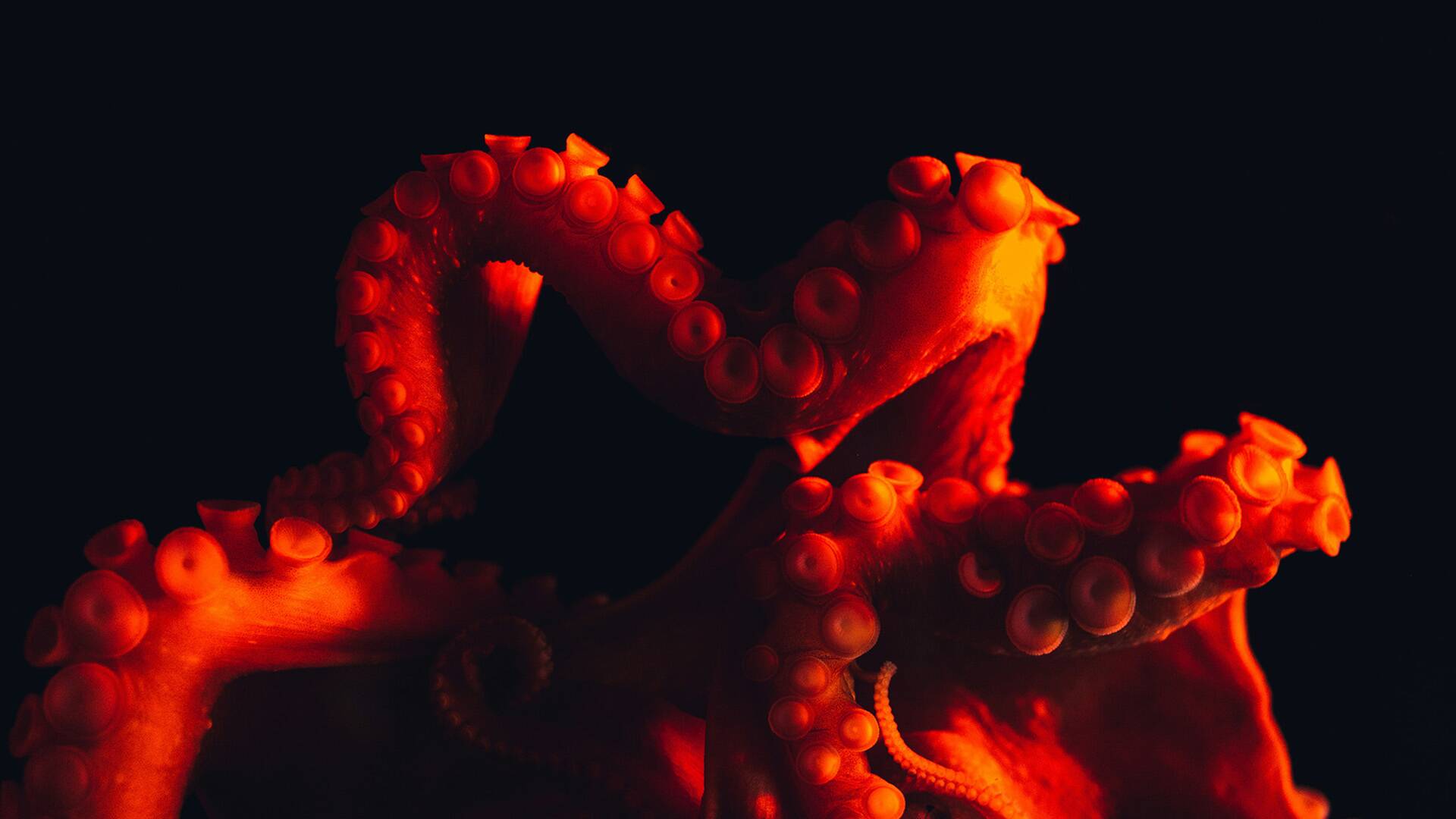 Los secretos de los pulpos. Los secretos de los pulpos - Movistar Plus+